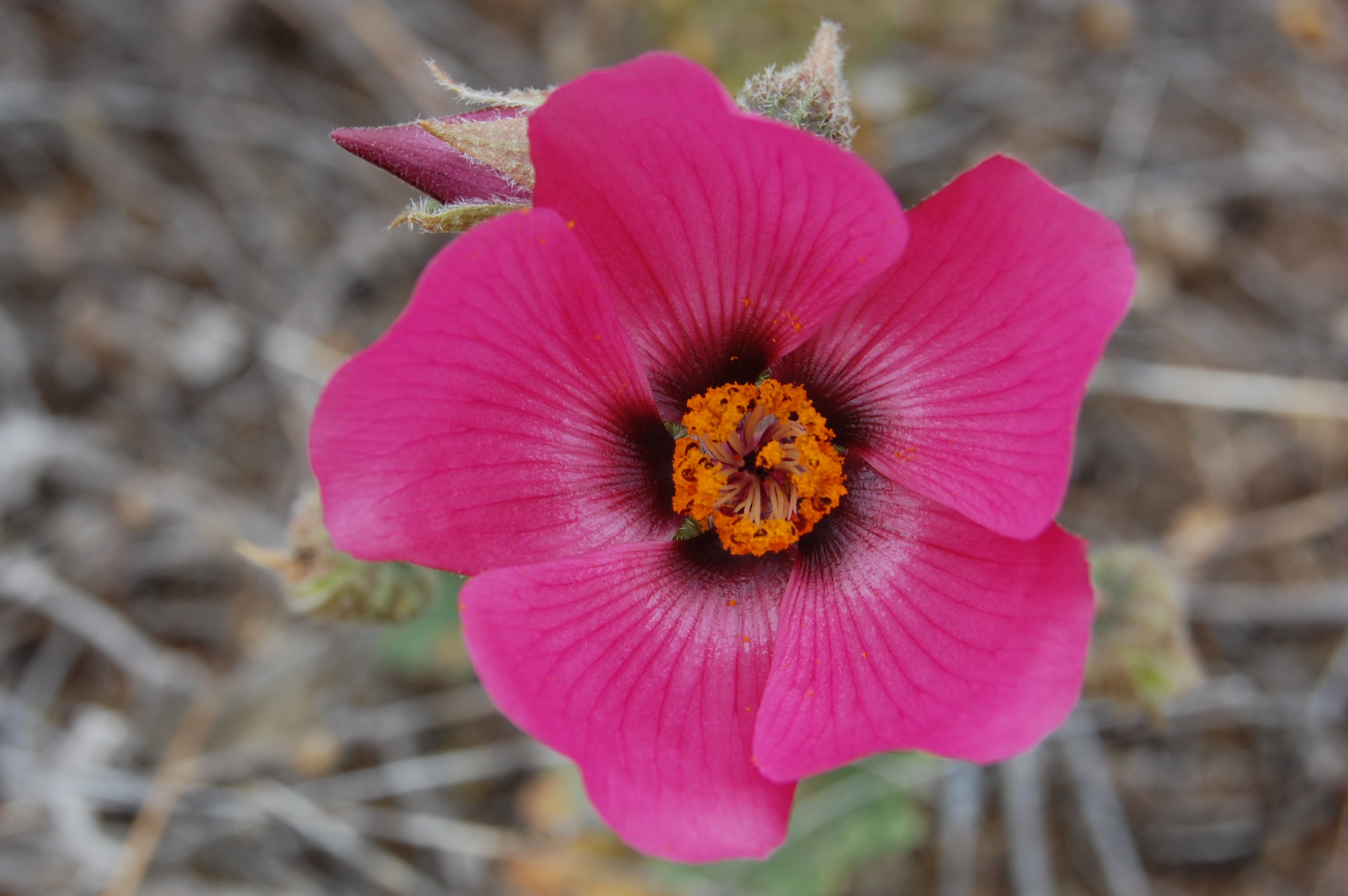 Galería | Ecological Interactions Lab